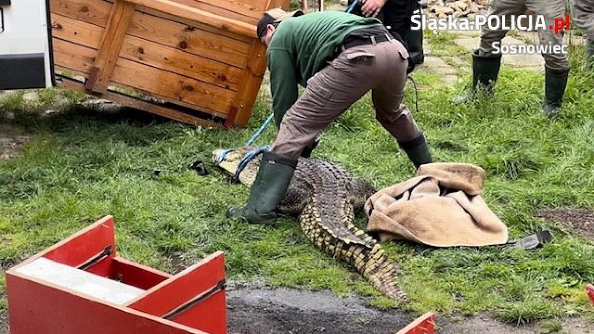 Sosnowiec. W basenie na prywatnej posesji przetrzymywano dwa krokodyle ...